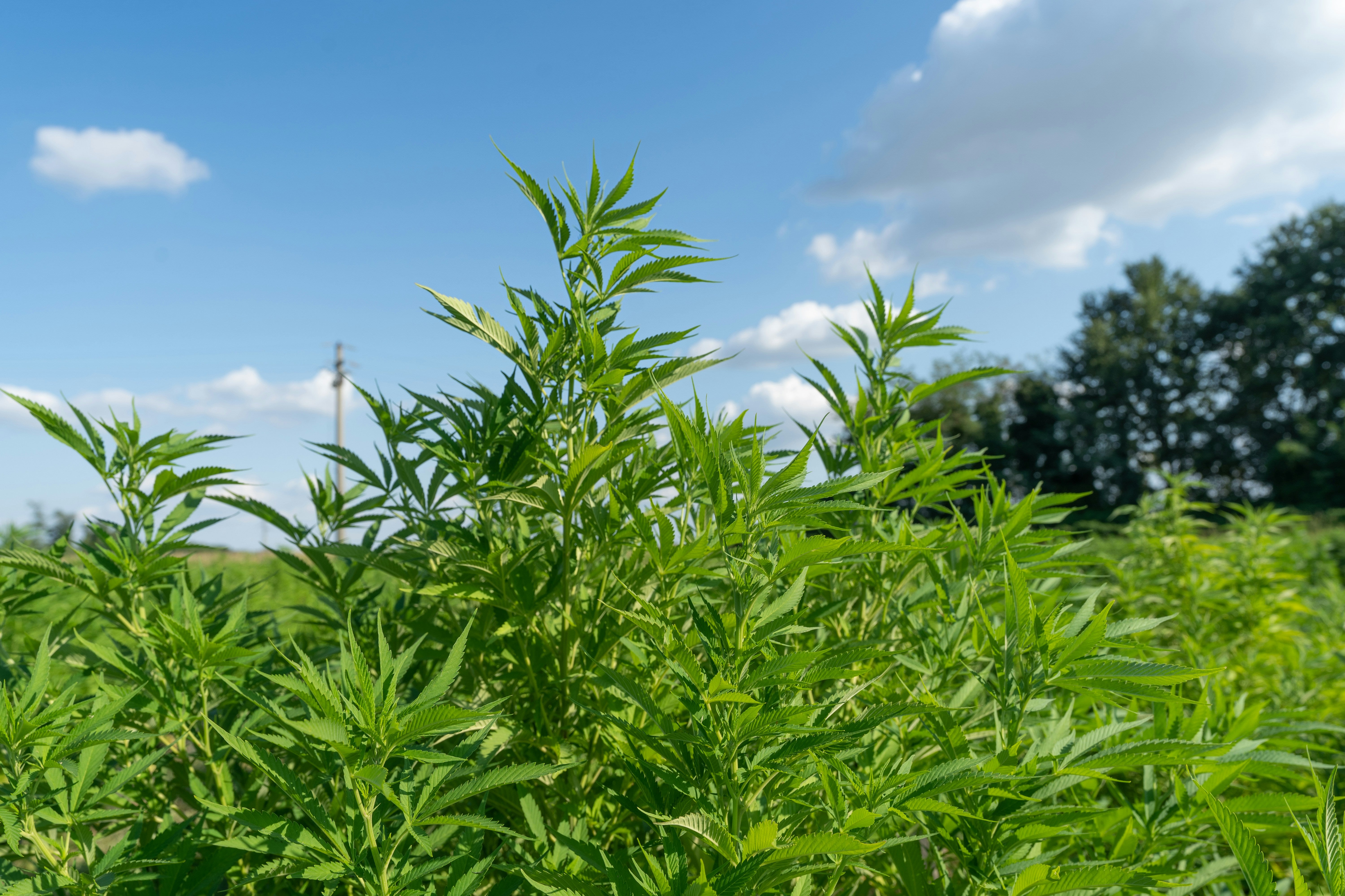 "Yuma - Temperate" Fiber / Grain Dual-Crop Hemp — Non Feminized Seed P ...