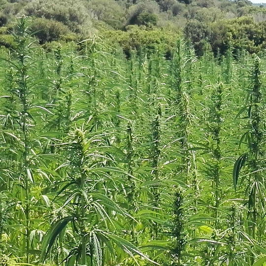 Products – HempSeedsUSA.com